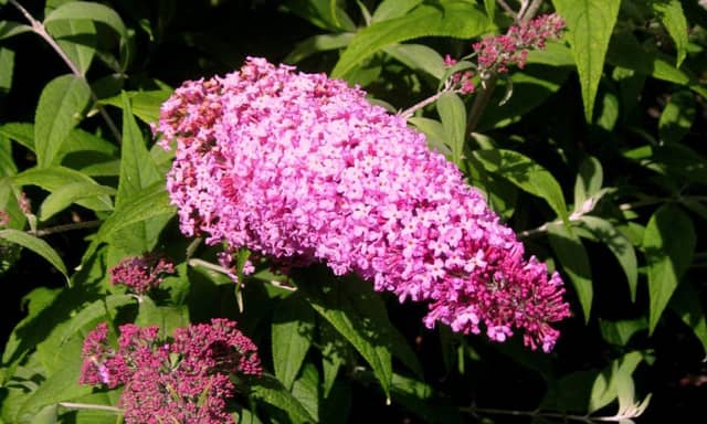9 Jenis Bunga Berwarna Pink. Cantik dan Menawan! | IDN Times