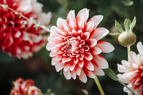 9 Jenis Bunga Berwarna Pink. Cantik dan Menawan! | IDN Times