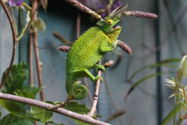 9 Fakta Menarik tentang Bunglon, Cocok Jadi Peliharaan! | IDN Times