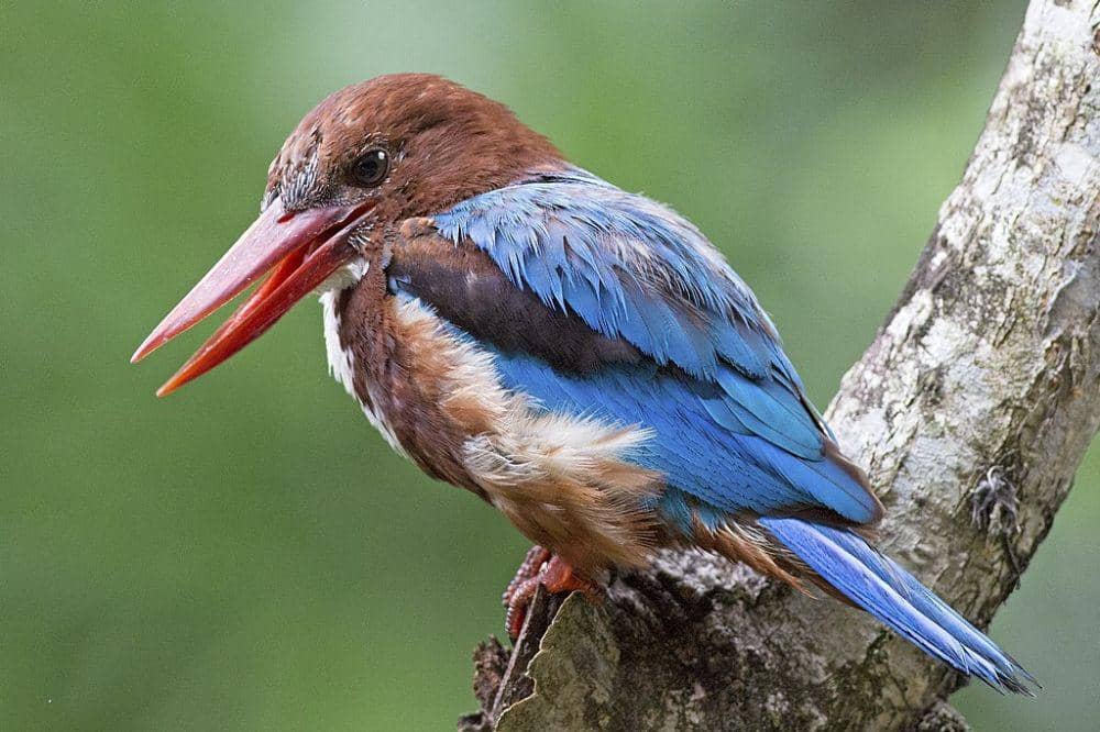 5 Fakta Raja-udang, Burung Cantik Inspirasi Shinkansen | IDN Times