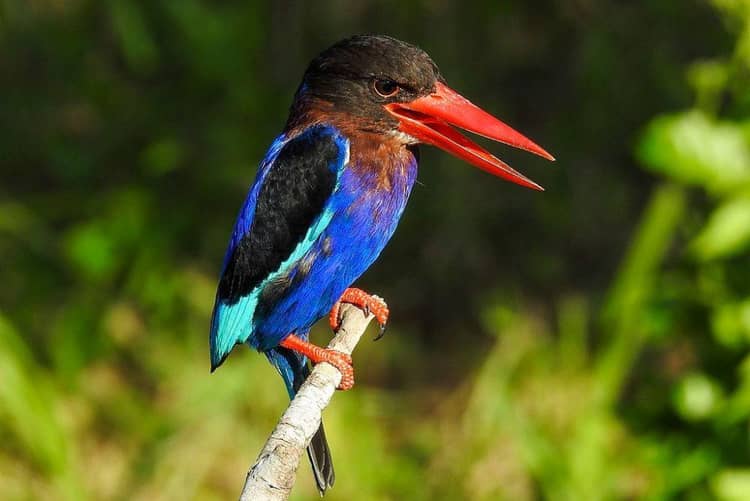 5 Fakta Raja-udang, Burung Cantik Inspirasi Shinkansen | IDN Times