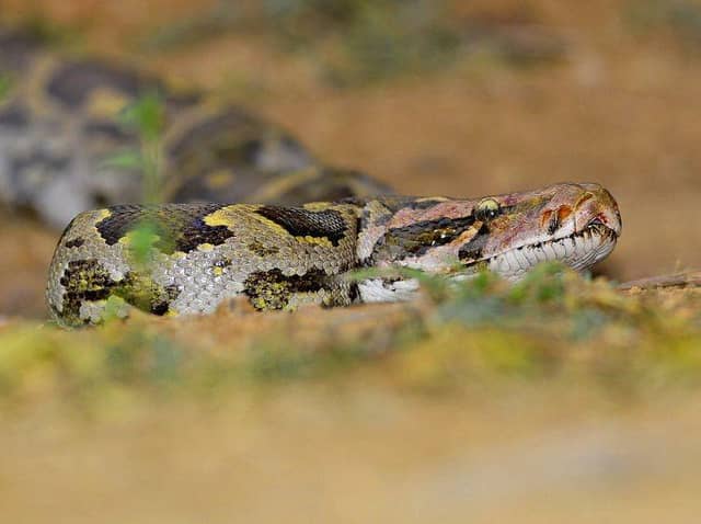 7 Ular Terbesar di Dunia, Ada yang dari Indonesia | IDN Times