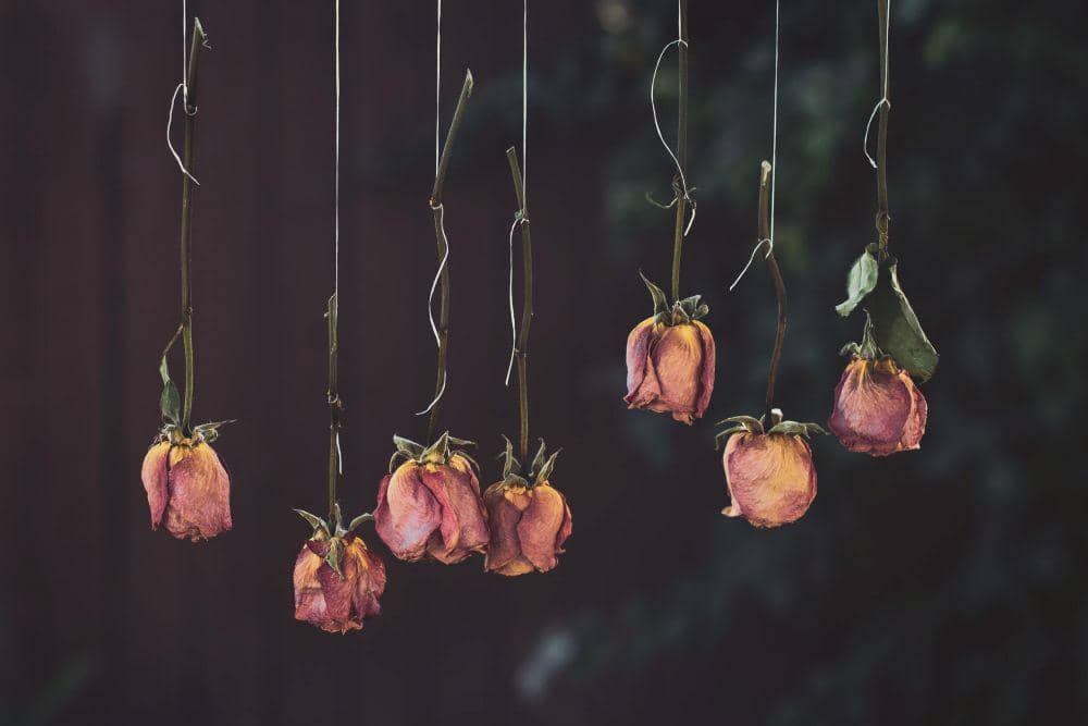 5 Fakta Ilmiah Partenokarpi, Berbuah Tanpa Perlu Biji | IDN Times