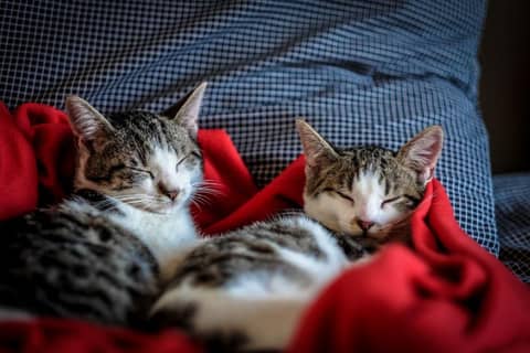 7 Cara Mengobati Kaki Kucing yang Pincang Sesuai Penyebabnya | IDN Times