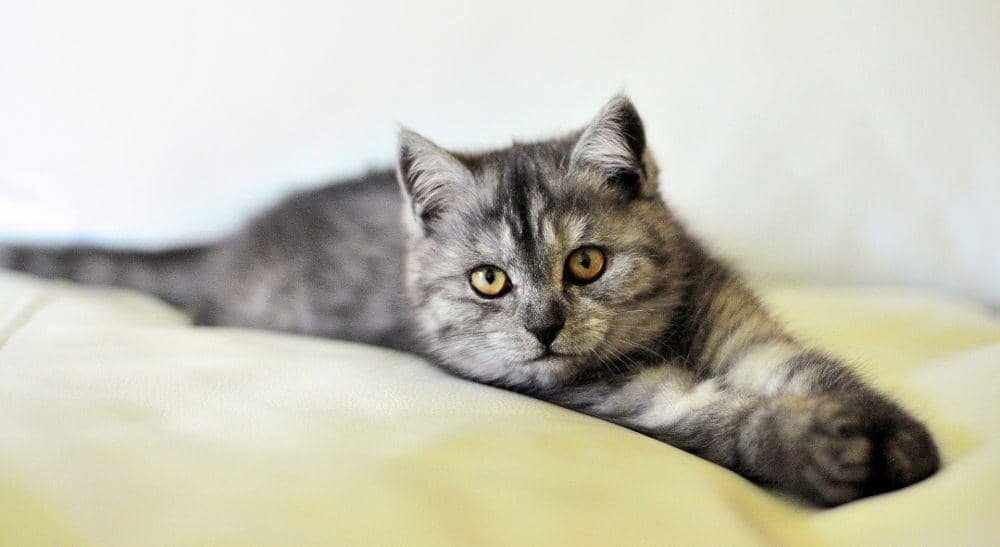 Suka Disayang, Ini 12 Ras Kucing Paling Ramah di Dunia | IDN Times