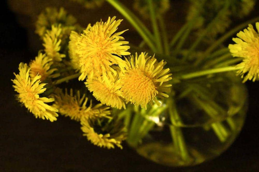 Fakta Unik Bunga Dandelion | IDN Times