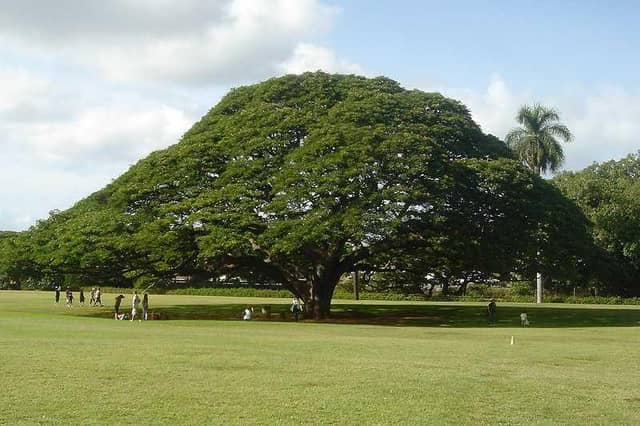 Fakta Trembesi, Pohon Penghijau Lingkungan | IDN Times