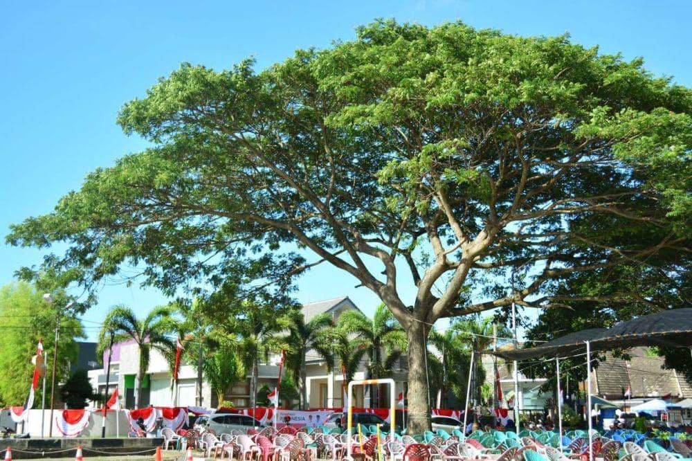 Fakta Trembesi, Pohon Penghijau Lingkungan | IDN Times