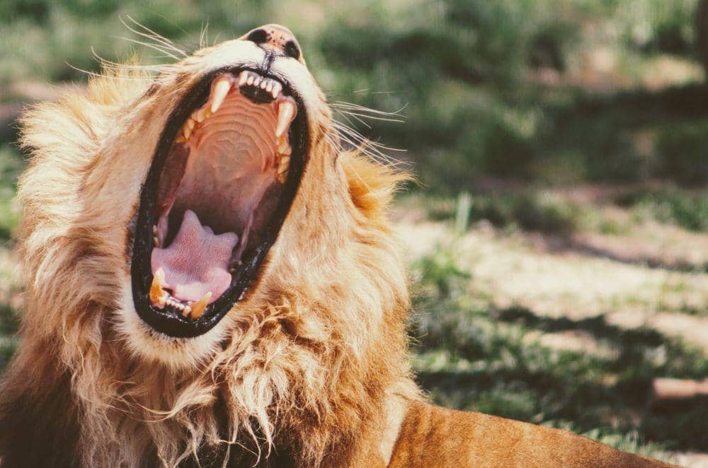 10 Alasan Singa Disebut Raja Hutan, padahal Hidupnya di Padang Ru | IDN ...