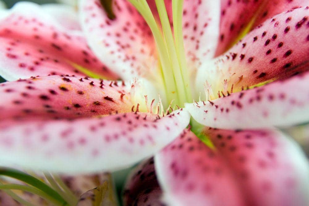 7 Jenis Bunga Lili yang Paling Indah dan Memukau, Tanam yuk! | IDN Times