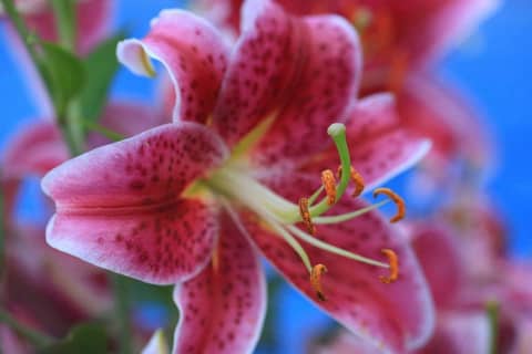 7 Jenis Bunga Lili yang Paling Indah dan Memukau, Tanam yuk! | IDN Times