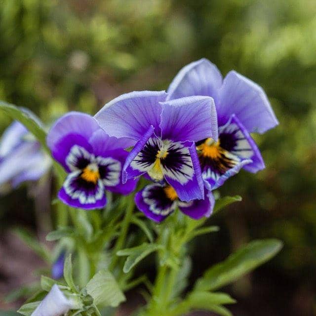 8 Jenis Bunga Berwarna Ungu untuk Penghias Pekarangan | IDN Times