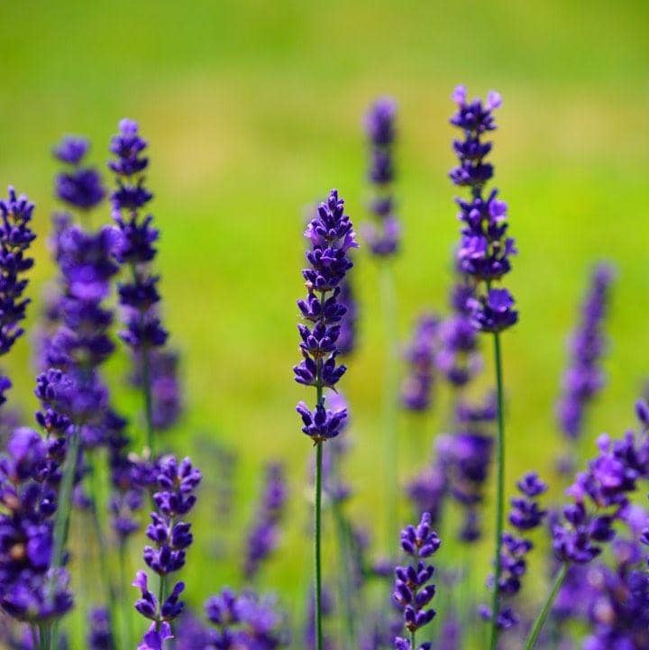 8 Jenis Bunga Berwarna Ungu untuk Penghias Pekarangan | IDN Times