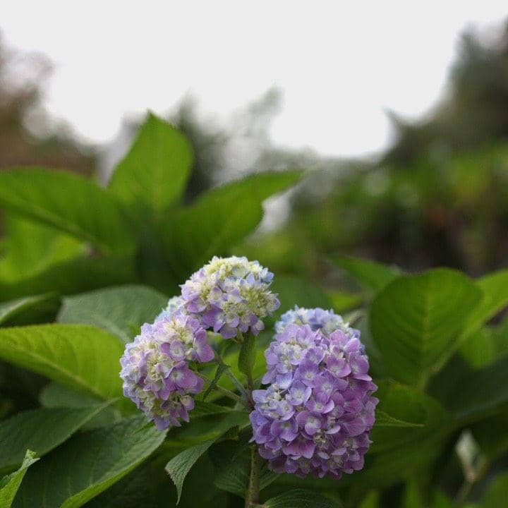 8 Jenis Bunga Berwarna Ungu untuk Penghias Pekarangan | IDN Times