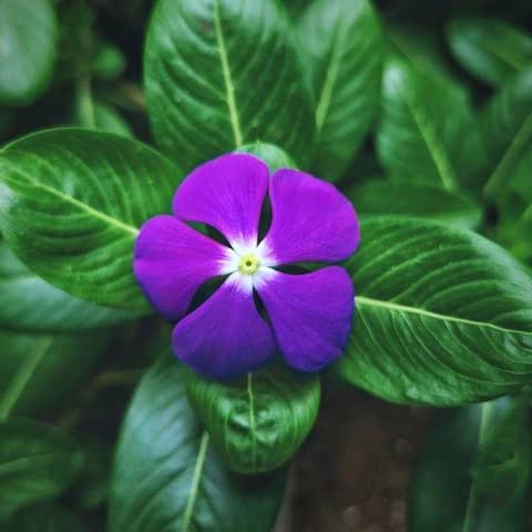 8 Jenis Bunga Berwarna Ungu untuk Penghias Pekarangan | IDN Times