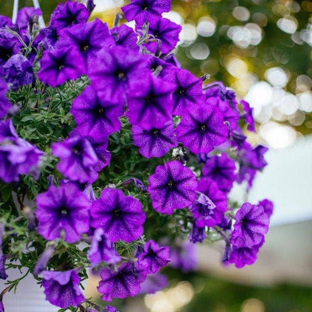 8 Jenis Bunga Berwarna Ungu untuk Penghias Pekarangan | IDN Times