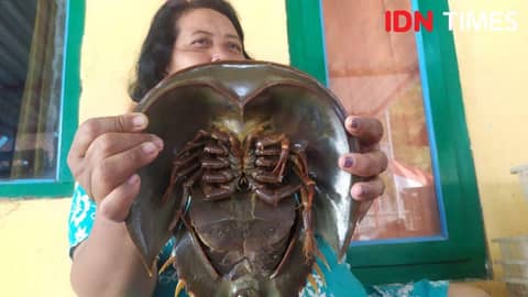 Menguak Mimi dan Mintuna, Ikan yang Bisa Bikin Pasutri Rukun | IDN ...