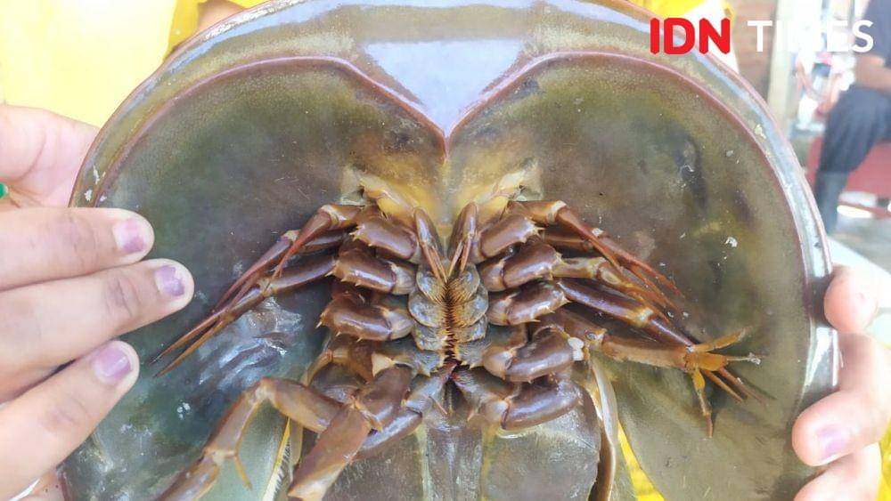 Menguak Mimi dan Mintuna, Ikan yang Bisa Bikin Pasutri Rukun | IDN ...