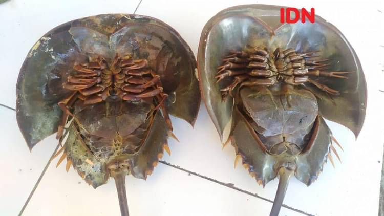 Menguak Mimi dan Mintuna, Ikan yang Bisa Bikin Pasutri Rukun | IDN ...