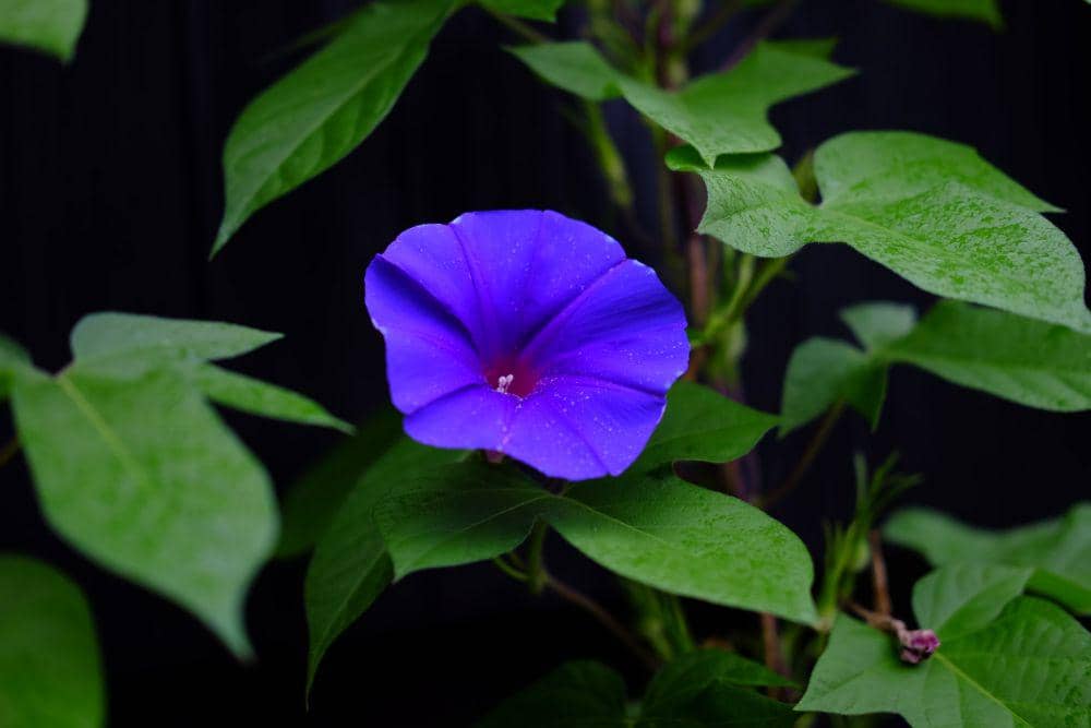 9 Fakta Morning Glory, Si Cantik yang Beracun | IDN Times