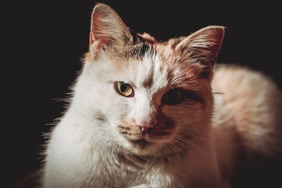 10 Kucing Tertua di Dunia, Ada yang Berusia 38 Tahun | IDN Times