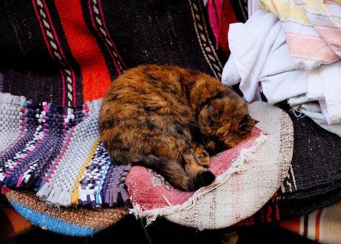 10 Kucing Tertua di Dunia, Ada yang Berusia 38 Tahun | IDN Times