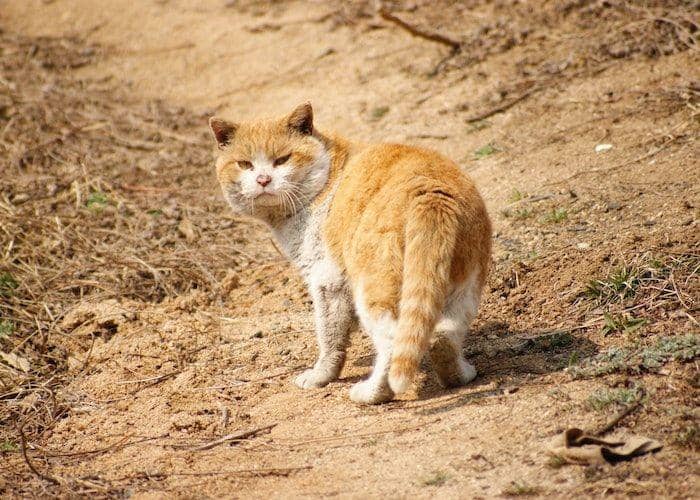 10 Kucing Tertua di Dunia, Ada yang Berusia 38 Tahun | IDN Times