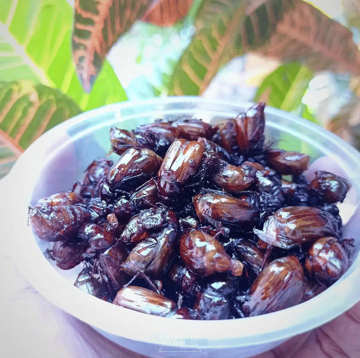 Fakta Puthul Goreng, Kuliner Ekstrem Gunungkidul yang Renyah | IDN ...