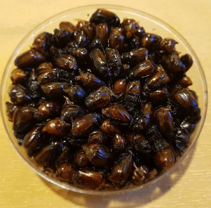 Fakta Puthul Goreng, Kuliner Ekstrem Gunungkidul yang Renyah | IDN ...