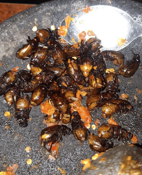 Fakta Puthul Goreng, Kuliner Ekstrem Gunungkidul yang Renyah | IDN ...
