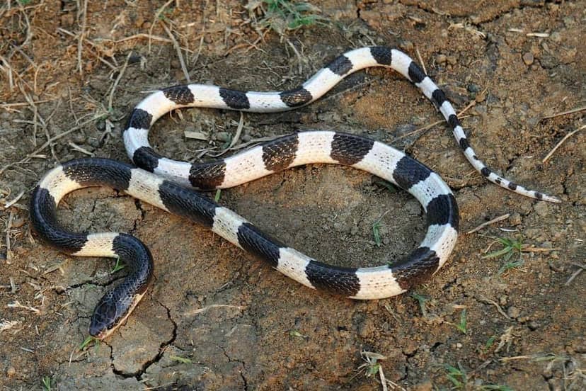 4 Perbedaan Ular Welang dan Ular Weling, Keduanya Berbahaya | IDN Times