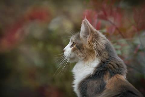 5 Fakta Menarik Kucing Merah Kalimantan, Hewan Liar Endemik yang Hampir ...