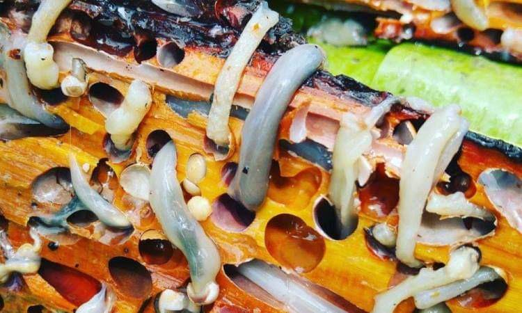 5 Fakta dan Manfaat Tembiluk, Cacing Kayu yang Bisa Dimakan | IDN Times