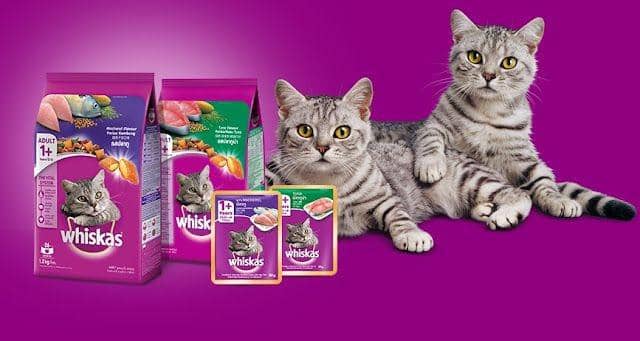 10 Makanan Kucing yang Bagus, Penuh Nutrisi dan Berkualitas | Duniaku.com