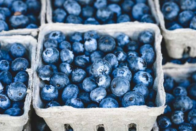 13 Fakta Menarik Buah Blueberry si Mungil yang Manis | IDN Times