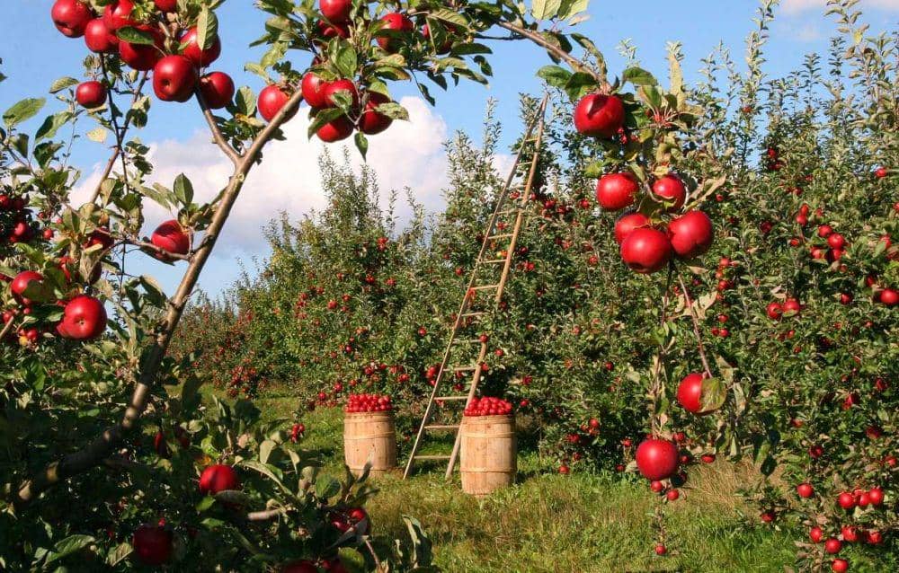 5 Fakta Menarik Mengenai Buah Apel, Ada Sejarahnya! | IDN Times