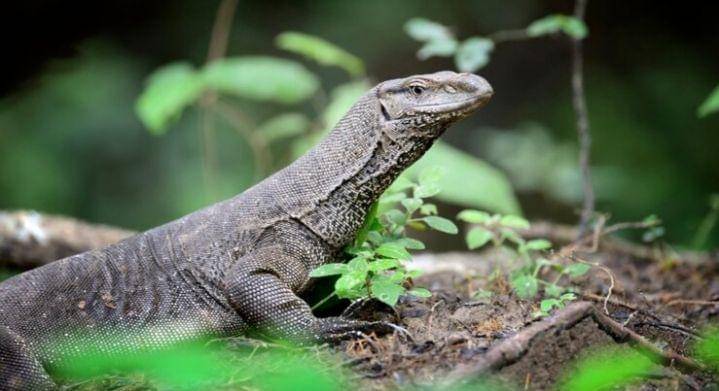 5 Perbedaan Biawak dan Komodo, Umur Komodo Lebih Panjang | IDN Times