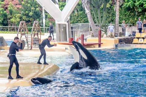5 Fakta Orca Paus Pembunuh, Predator Terkuat di Dunia! | IDN Times