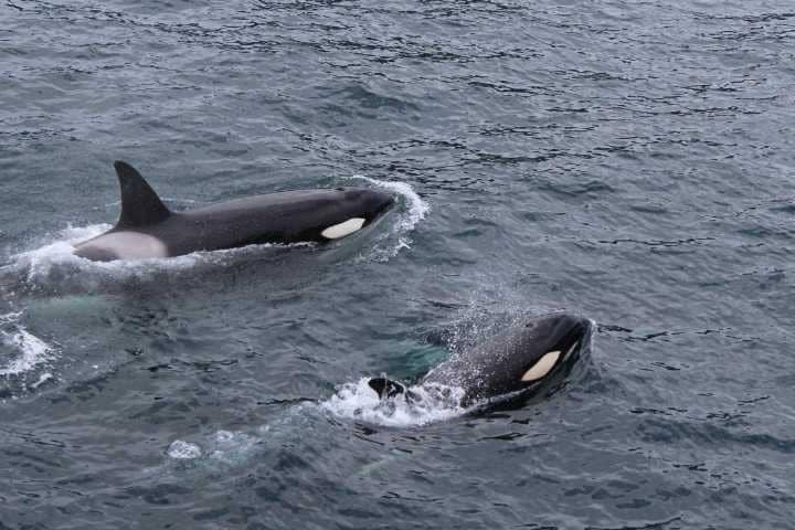5 Fakta Orca Paus Pembunuh, Predator Terkuat di Dunia! | IDN Times