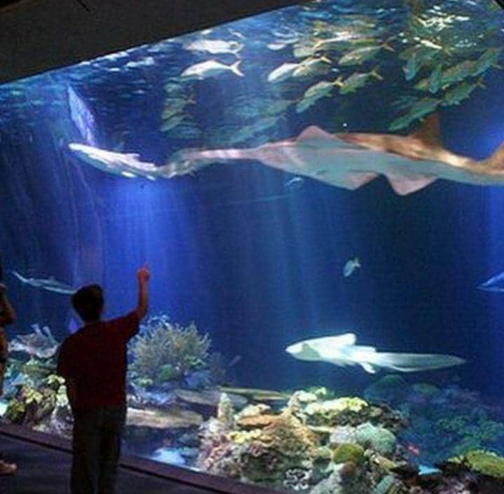 10 Wisata Akuarium di Indonesia | IDN Times Jatim