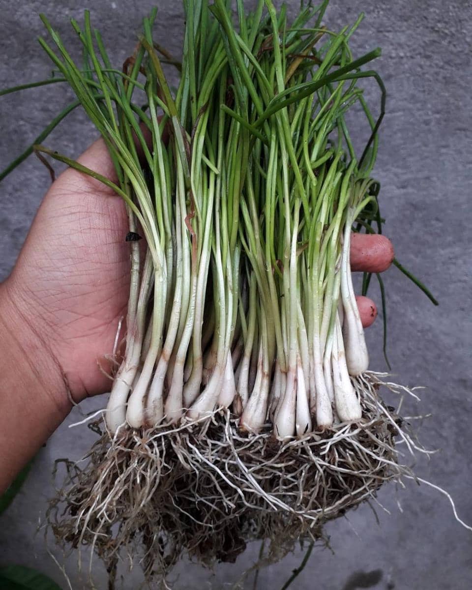 Perbedaan Daun Bawang, Bawang Prei, Lokio, dan Kucai | IDN Times