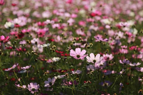 9 Fakta Bunga Cosmos, Tanaman Cantik yang Minim Perawatan | IDN Times