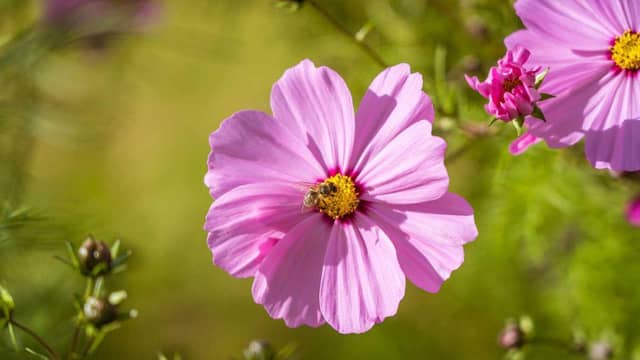 9 Fakta Bunga Cosmos, Tanaman Cantik yang Minim Perawatan | IDN Times