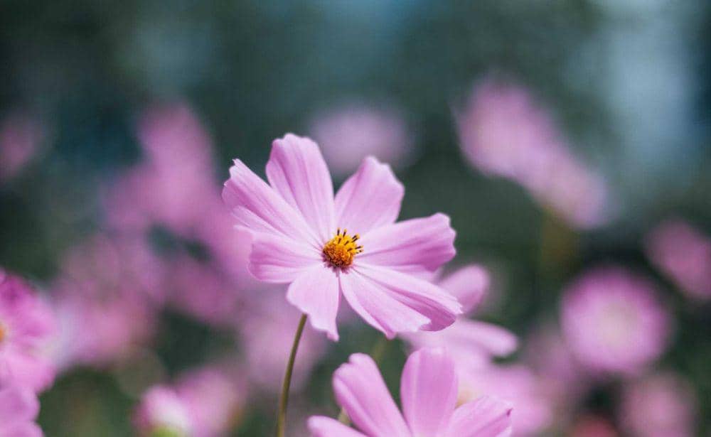 9 Fakta Bunga Cosmos, Tanaman Cantik yang Minim Perawatan | IDN Times