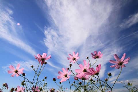 9 Fakta Bunga Cosmos, Tanaman Cantik yang Minim Perawatan | IDN Times