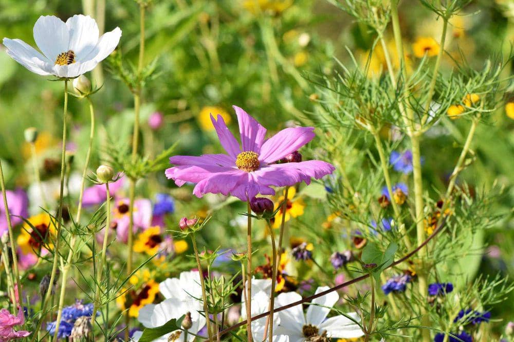 9 Fakta Bunga Cosmos, Tanaman Cantik yang Minim Perawatan | IDN Times