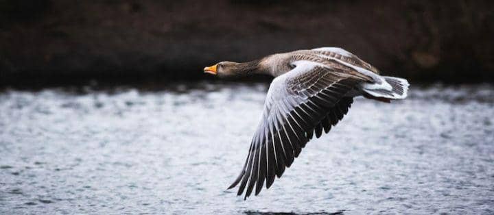 5 Perbedaan Bebek dengan Angsa yang Sering Dikira Sama | IDN Times