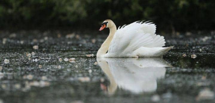 5 Perbedaan Bebek dengan Angsa yang Sering Dikira Sama | IDN Times