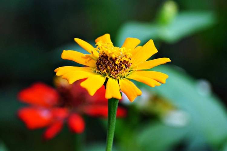 6 Jenis Tanaman Refugia, Bisa Kendalikan OPT | IDN Times