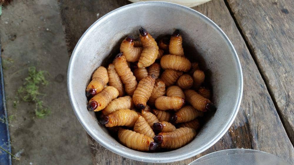 7 Fakta Unik Ulat Sagu, Kuliner Ekstrem nan Padat Nutrisi | IDN Times